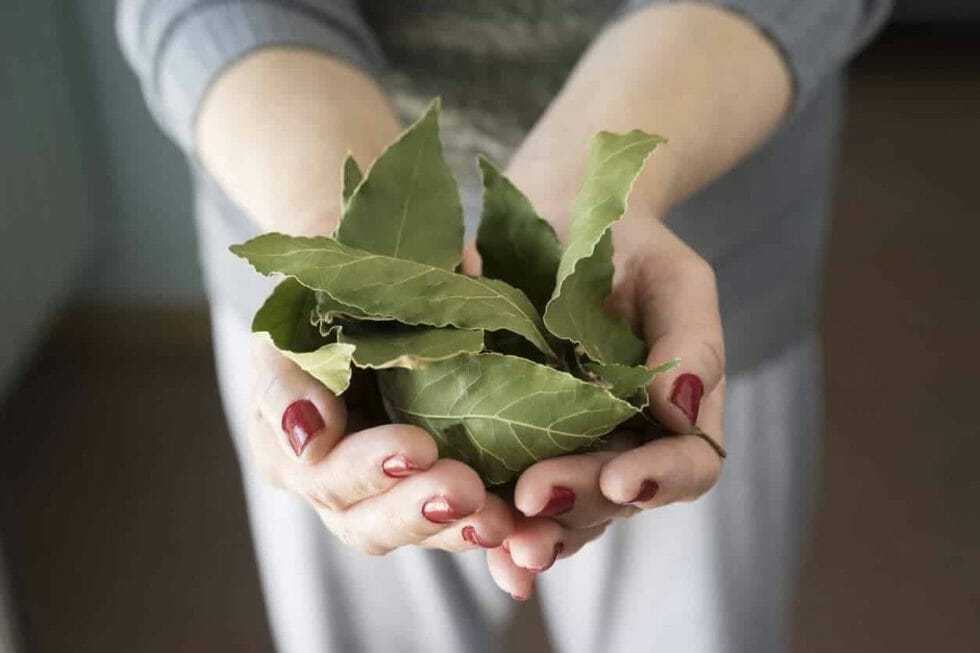 Bay Leaf Manifestation: Simple And Powerful LOA Ritual